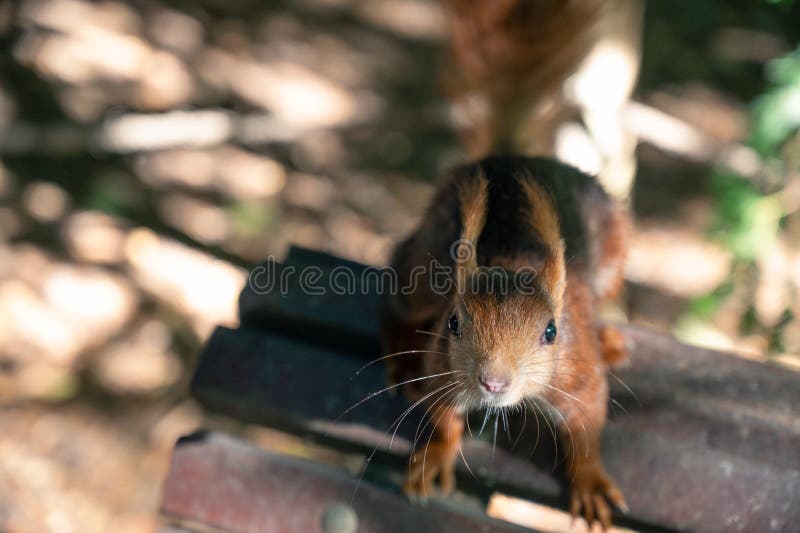 Red Squirrel on a Bench Ready To Jump into the Camera. Sciurus Vulgaris ...