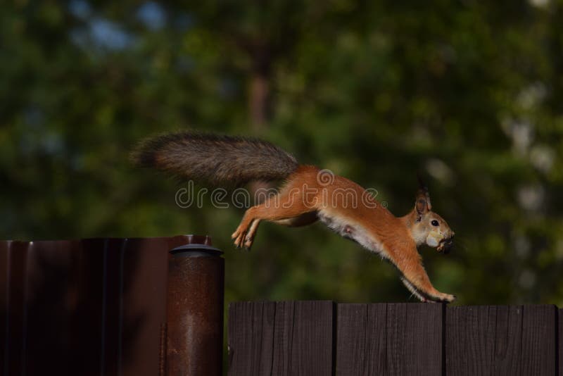 Squirrel with Bone in they Mouth Jumps by the Fence Stock Image - Image ...