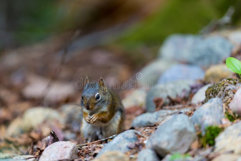Red Squirrel stock photo. Image of eating, rodent, squirrel - 72372934