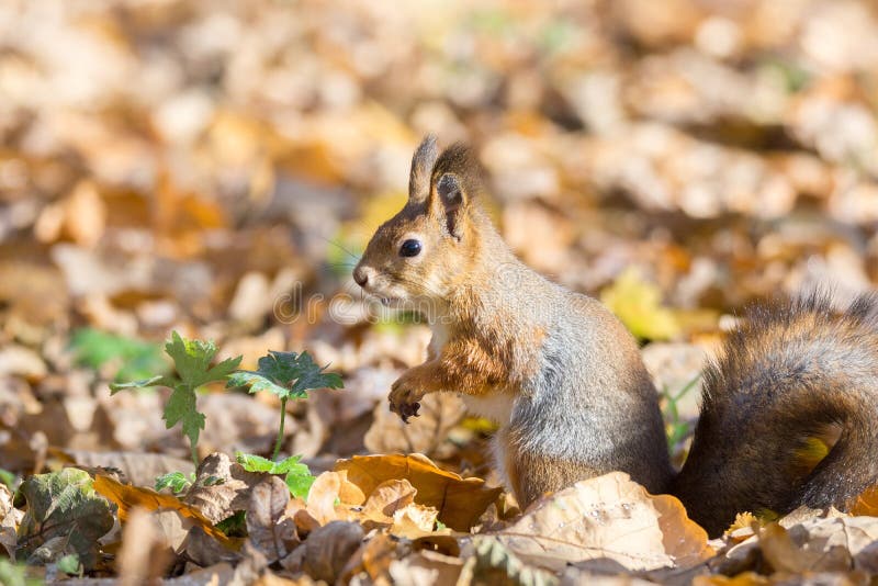 Red Squirrel on a Branch in Autumn Stock Photo - Image of squirrel ...