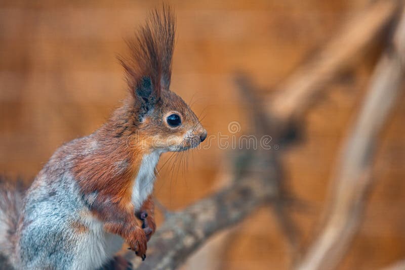 Red Squirrel on Branch. Close Up Portrait, Shoot in Profile Stock Image ...