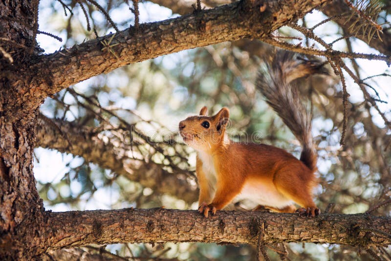 Red squirrel on a branch stock photo. Image of summer - 57680308