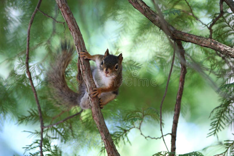 Red Squirrel stock image. Image of wildlife, summer, squirrel - 97164241