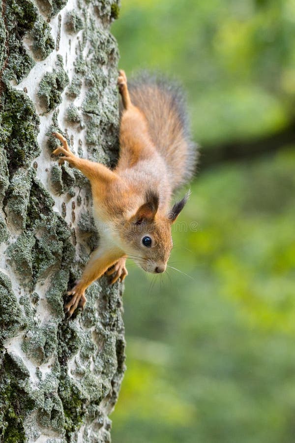 Squirrel on a branch stock photo. Image of habitat, tree - 100128490