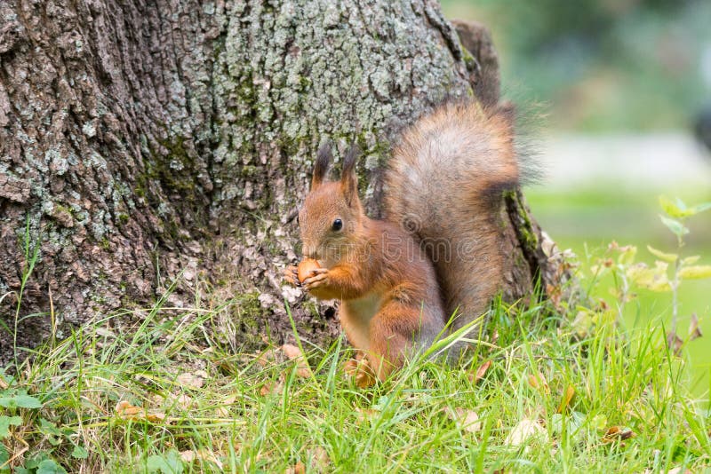 Squirrel on a branch stock image. Image of beauty, animal - 100662571