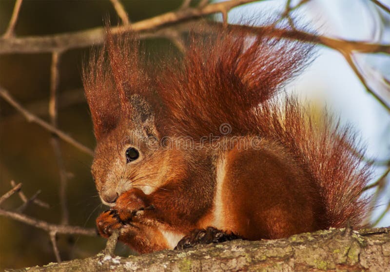 Red Squirrel on the Breanch. Stock Image - Image of wild, animal: 66423661