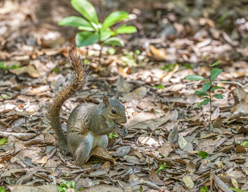 Squirrel in Alabama Forest stock image. Image of natural - 66538641
