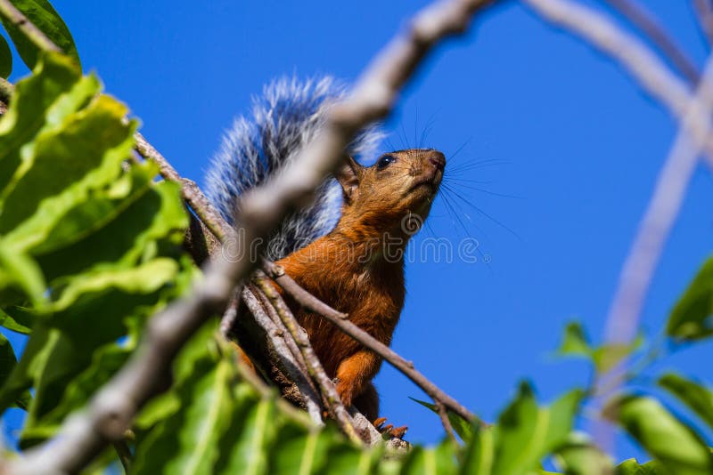 Red Squirrel with a Bushy Gray Tail Stock Image - Image of curious ...