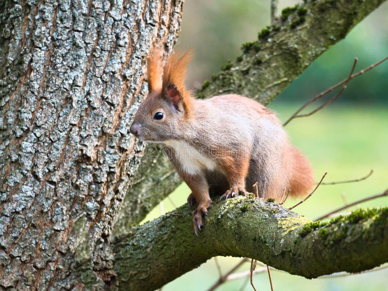 Red Squirrel Bushy Tail Branch Tree Spring Like Nature Mood Stock ...