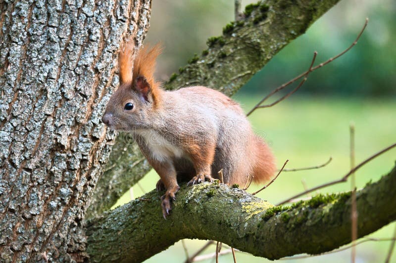Red Squirrel with Bushy Tail on a Branch of a Tree. Spring Like Nature ...