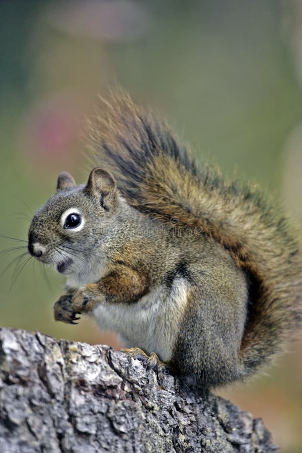 Red Squirrel calling stock image. Image of mammals, hudsonicus - 49070163