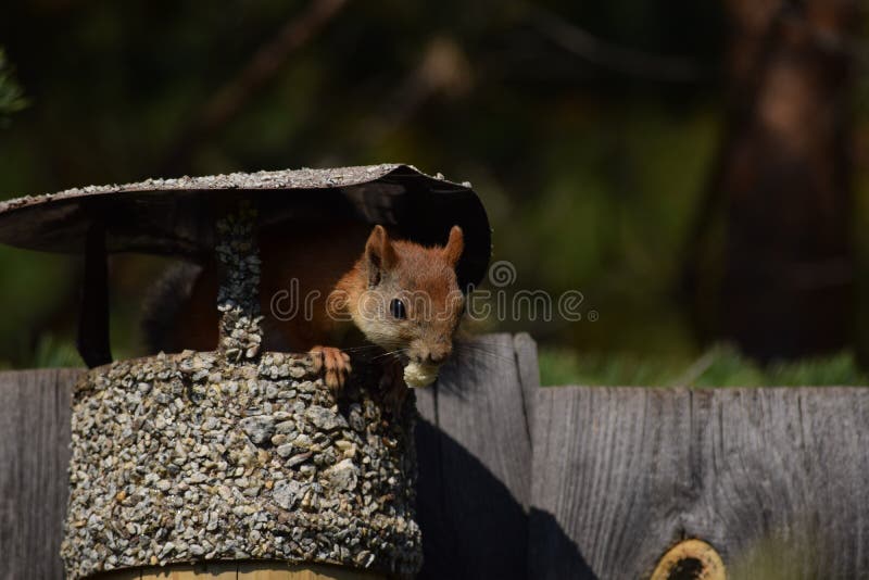 Squirrel Sits in the Chimney in the Garden Stock Image - Image of pine ...