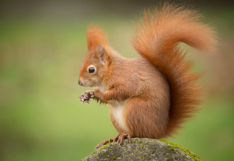 Red squirrel classic pose stock image. Image of forest - 47697283