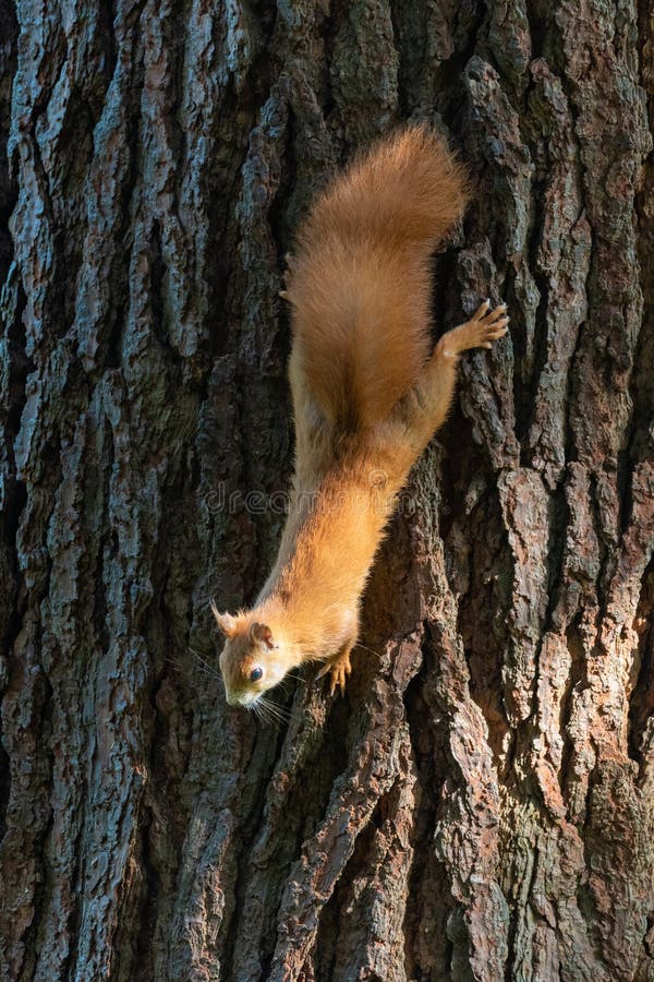 Red Squirrel Climbing Down A Tree Stock Image - Image of nuts, animal: 225738683