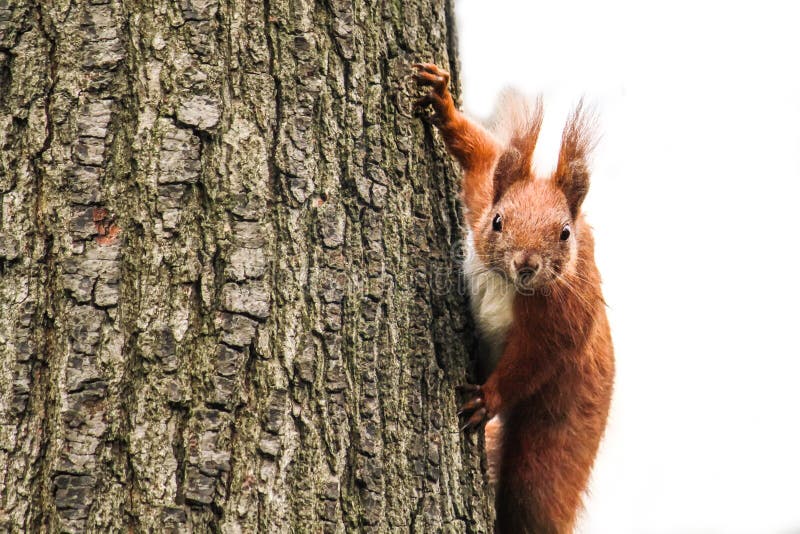 Red Squirrel Climbing an Old Tree and Looking Curiously Straight into ... Red Squirrel Climbing an Old Tree and Looking Curiously Straight into ...