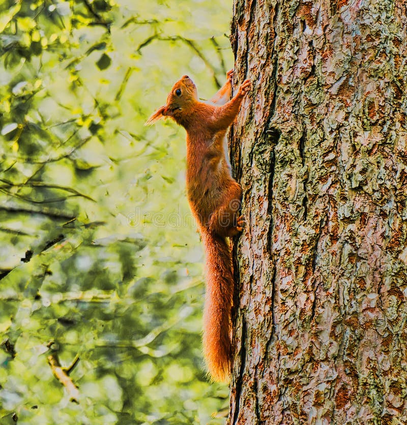 Red Squirrel Climbing a Tree in North Wales. Stock Photo - Image of ...