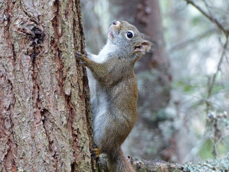 Red Squirrel Climbing a Tree Stock Image - Image of squirrel, brown ...