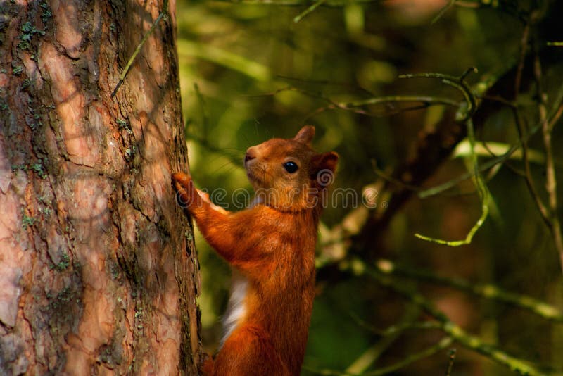 A Red Squirrel Climbing Up a Tree. Stock Image - Image of cute ...