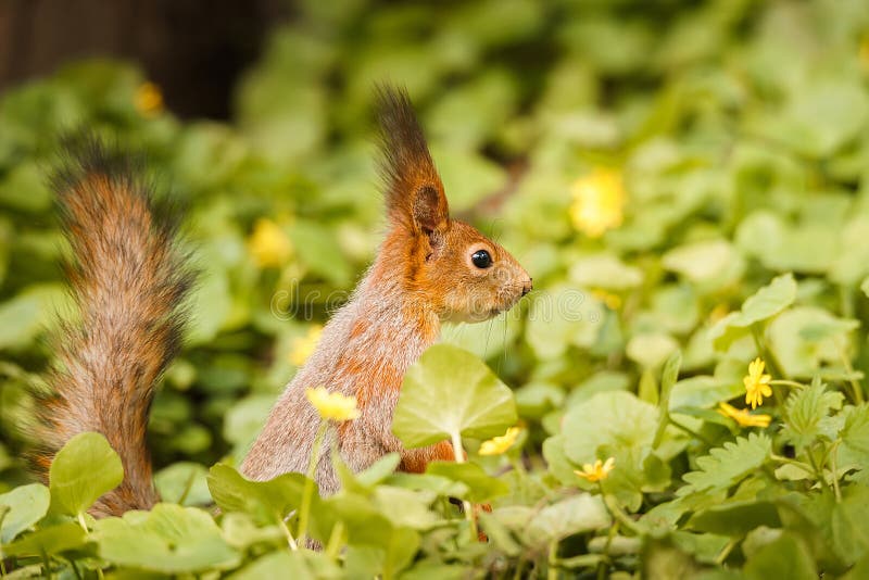 Red Squirrel Climbing Up in a Tree Stock Image - Image of mammal ...