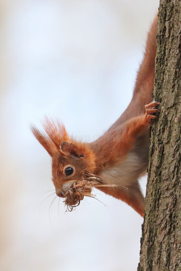 Red Squirrel Climbs Down the Tree Stock Image - Image of material, tree ...