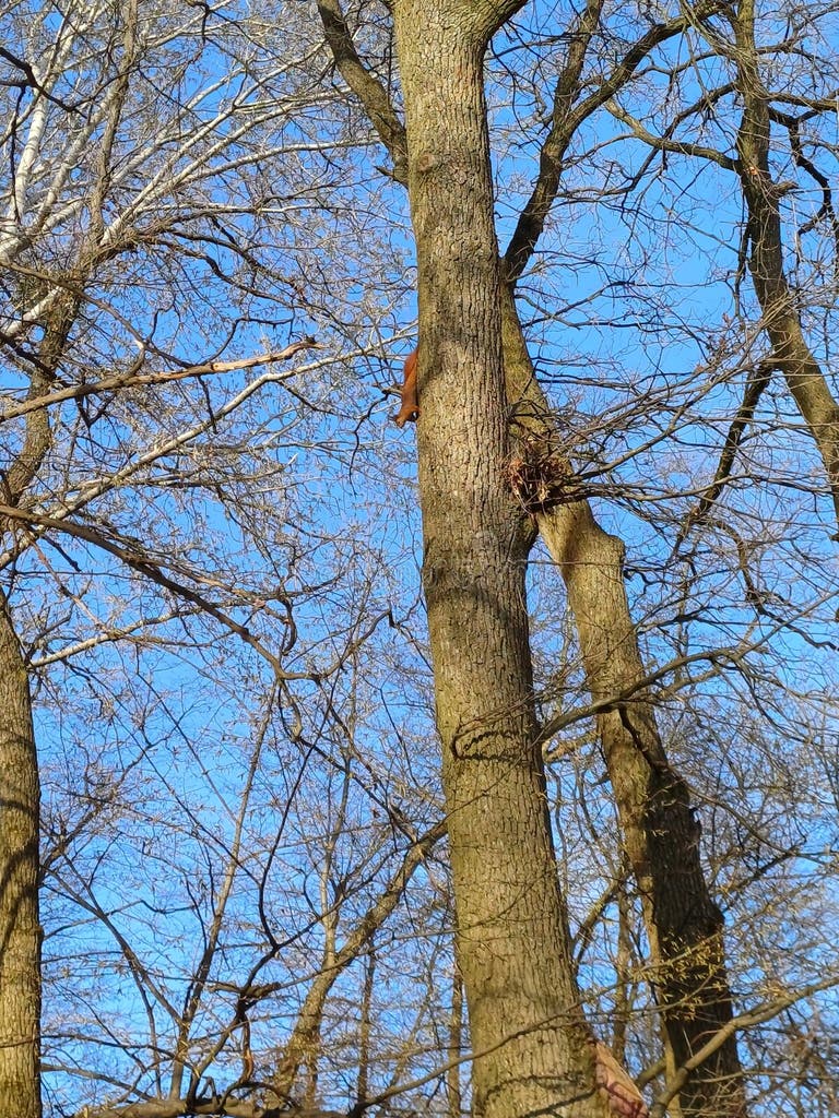 4,921 Any Tree Forest Stock Photos - Free & Royalty-Free Stock Photos ...