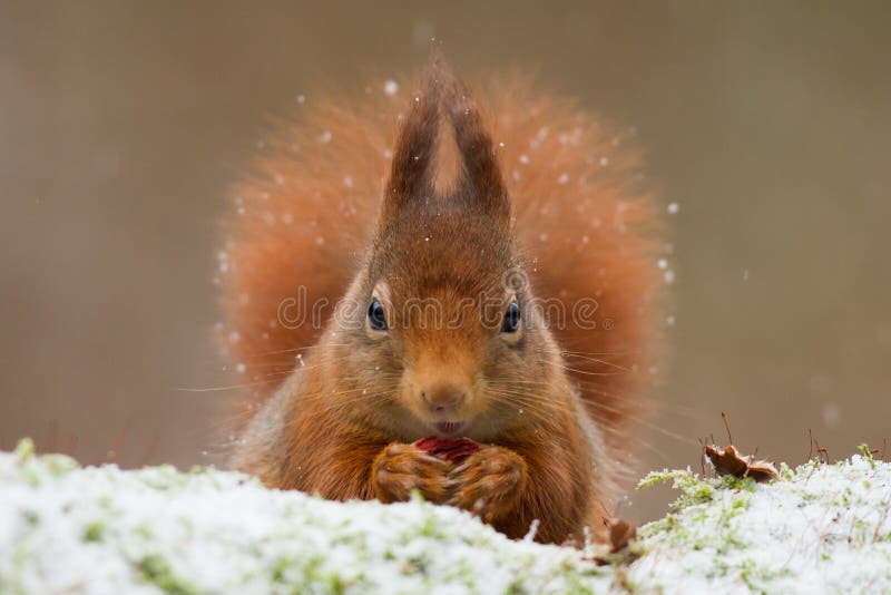 Red squirrel close-up stock image. Image of looking, animal - 38279201