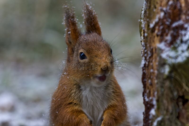 Red squirrel stock image. Image of rodent, squirrel, face - 79673459