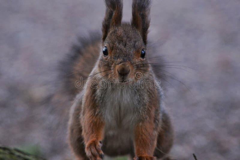 Red squirrel stock image. Image of looking, close, squirrel - 69507941