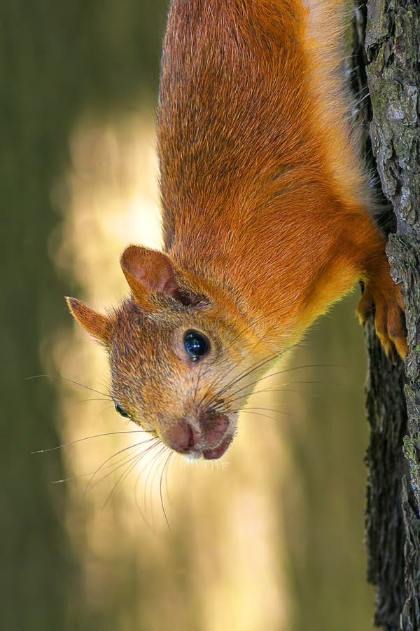 Red squirrel Close-up stock photo. Image of playful, hair - 96926878