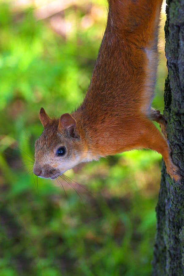 Red squirrel Close-up stock image. Image of animal, forest - 96926915