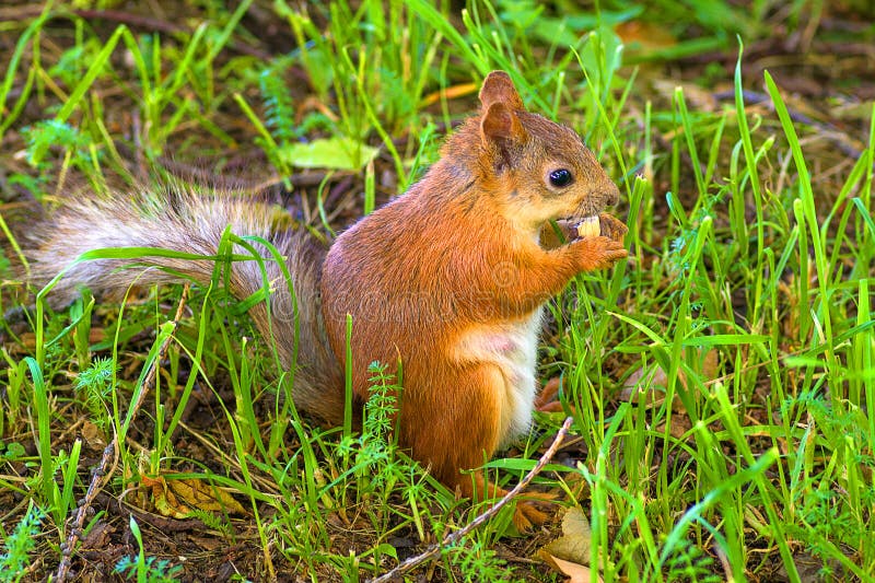Red squirrel Close-up stock image. Image of park, squirrel - 96926929