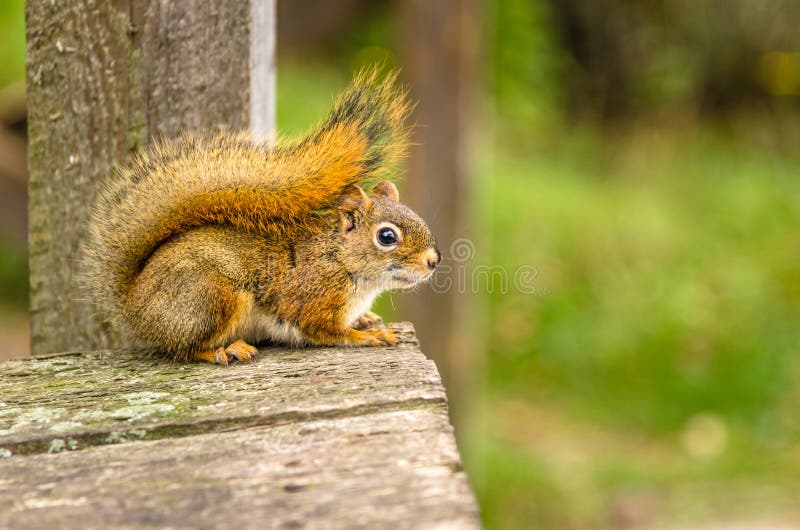 Red Squirrel stock image. Image of fall, summer, green - 64942297