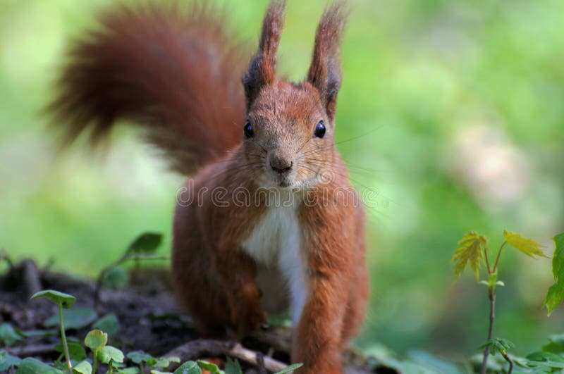 Red Squirrel stock image. Image of branch, cute, mammal - 59825005