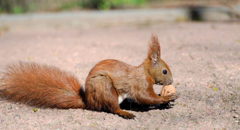 Red Squirrel stock image. Image of adorable, looking - 60039057