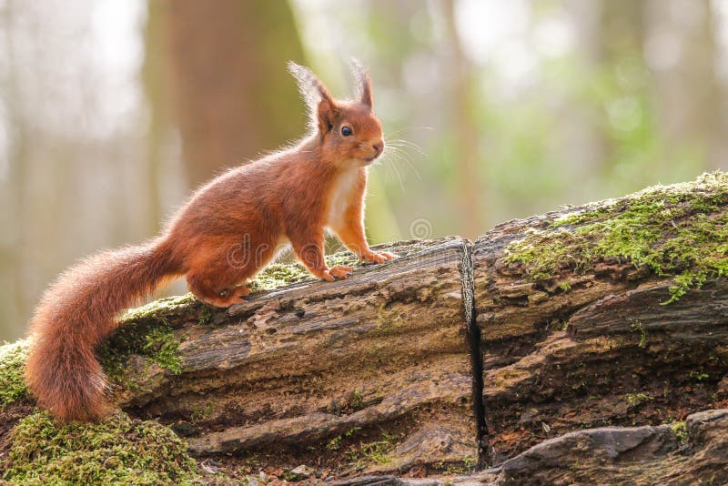 Red Squirrel Close Up Portrait in the Forest Stock Image - Image of ...