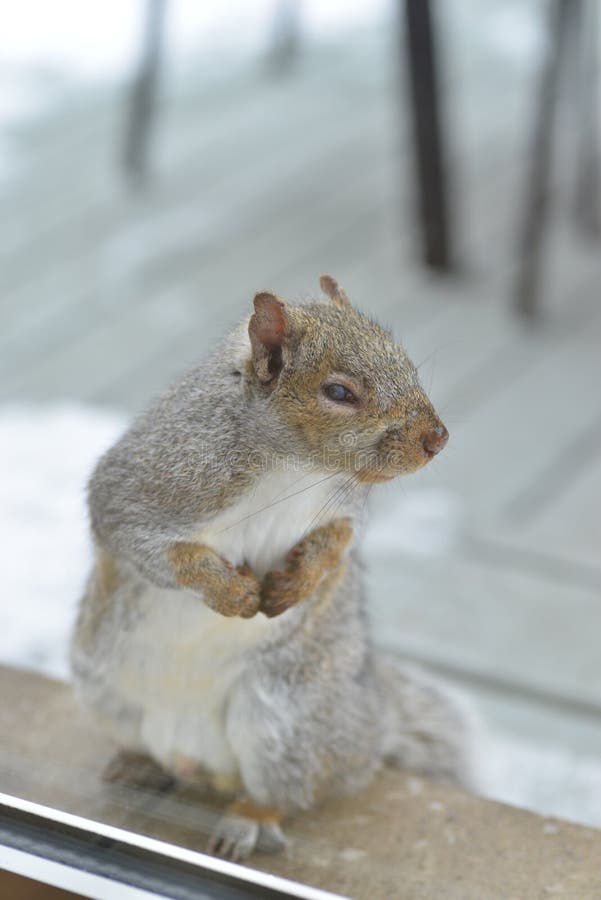 Red Squirrel Close Up. it`s Standing Near Window Stock Photo - Image of ...
