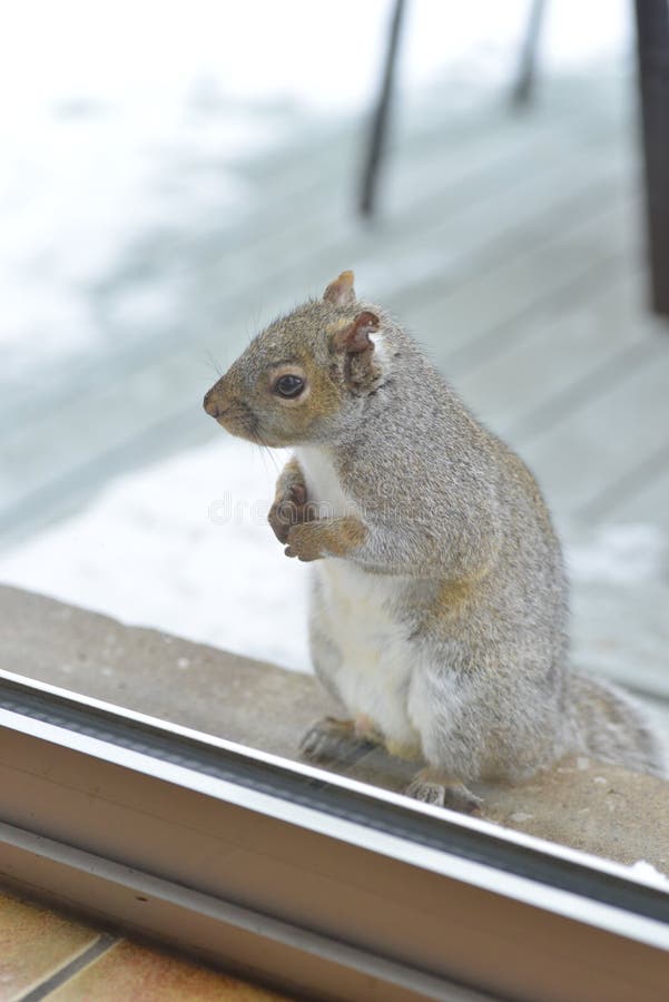 Red Squirrel Close Up. it`s Standing Near Window Stock Photo - Image of ...