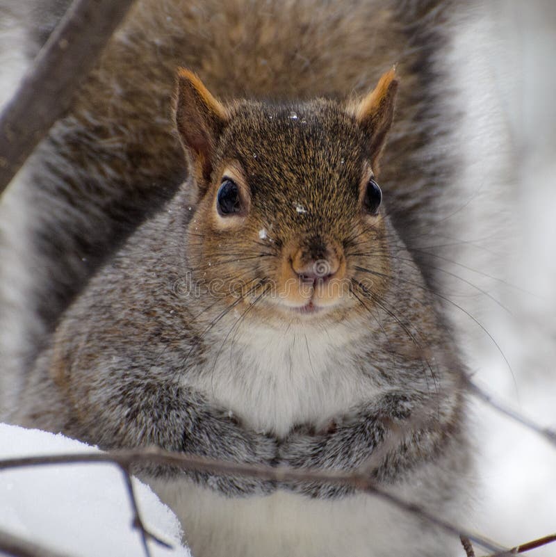 Red squirrel stock image. Image of squirrel, eyes, wildlife - 300100573