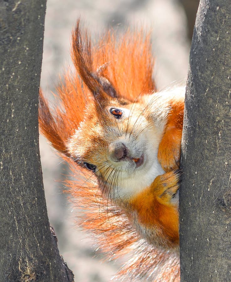 Red squirrel stock image. Image of orange, curious, eurasian - 90665897