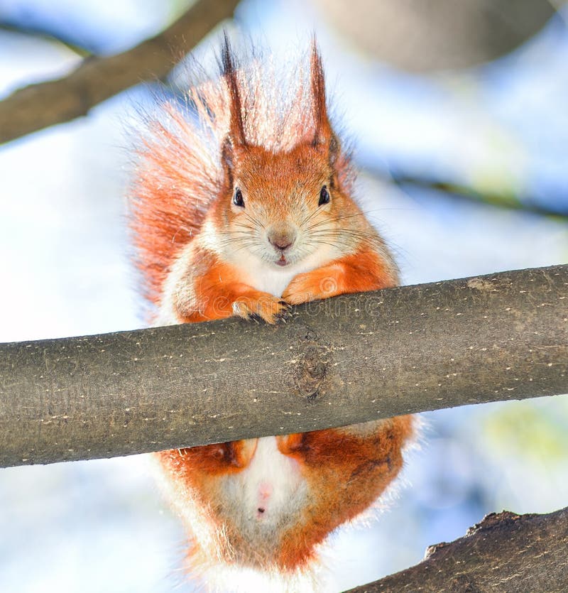 Red squirrel stock image. Image of species, mammal, beauty - 90665907