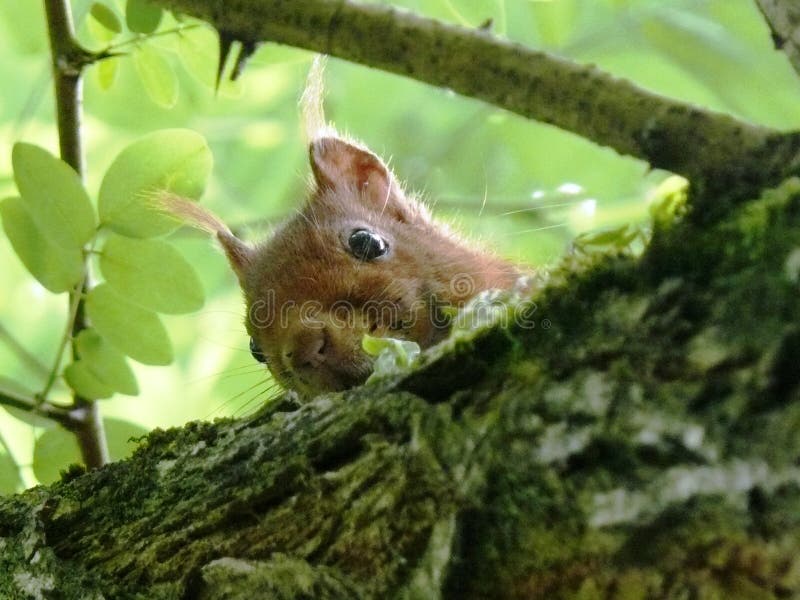 Red squirrel stock photo. Image of animal, squirrel, hidden - 98133954