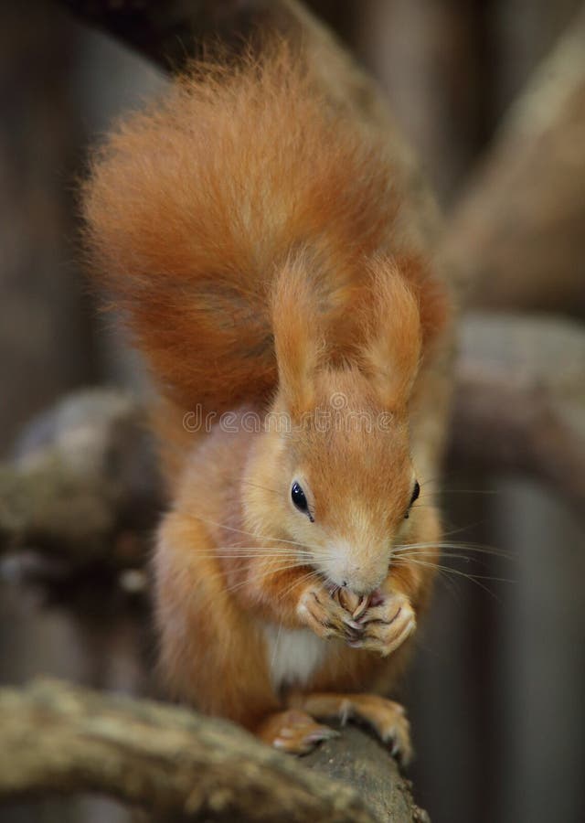 Red Squirrel stock photo. Image of funny, sweet, squirrel - 61567658