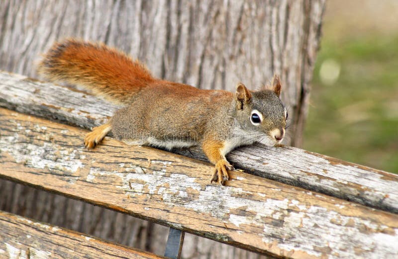 Down Laying Squirrel Stock Photos - Free & Royalty-Free Stock Photos ...
