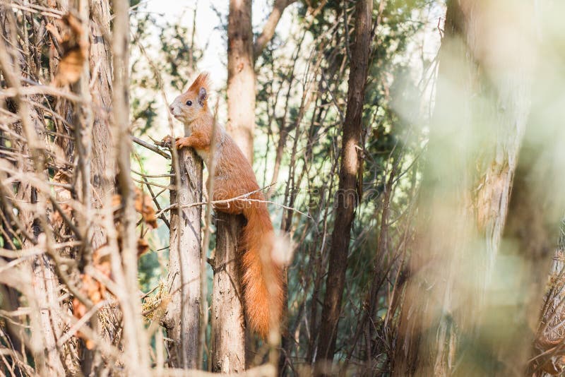Red squirrel stock image. Image of forest, beauty, green - 90803851
