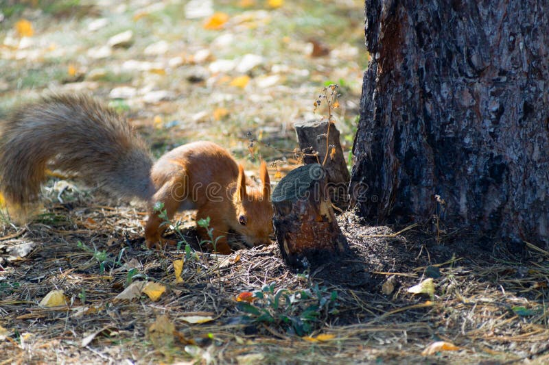 Red Squirrel Digs Burying Nuts in the Forest. Stock Photo - Image of ...