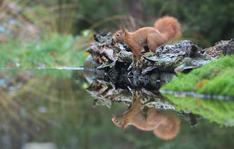 Red Squirrel in a Dutch Forrest Stock Image - Image of pond, mammals ...