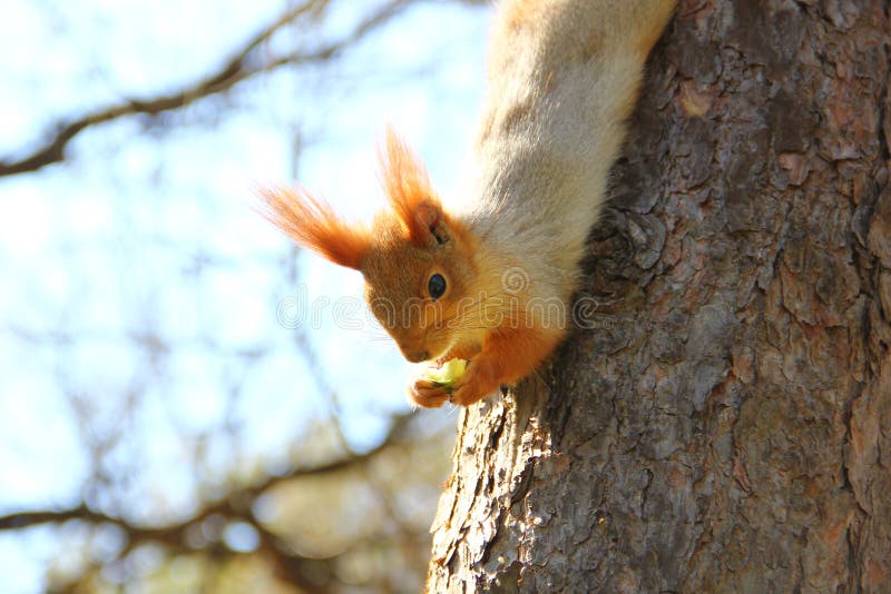 Red squirrel eating apple stock image. Image of apple - 68279287