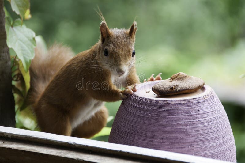 Squirrel Cake Stock Photos - Download 156 Royalty Free Photos