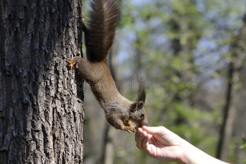 Red Squirrel Eating Food from Human Hand Stock Photo - Image of leaning ...