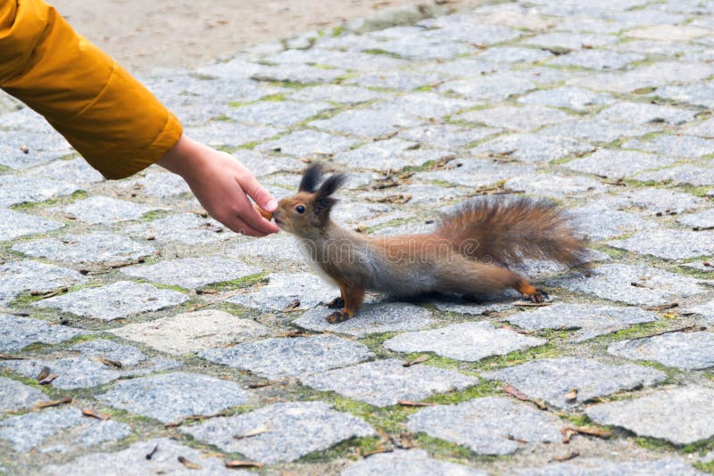 Red Squirrel Eating in the Hand Stock Image - Image of give, close ...